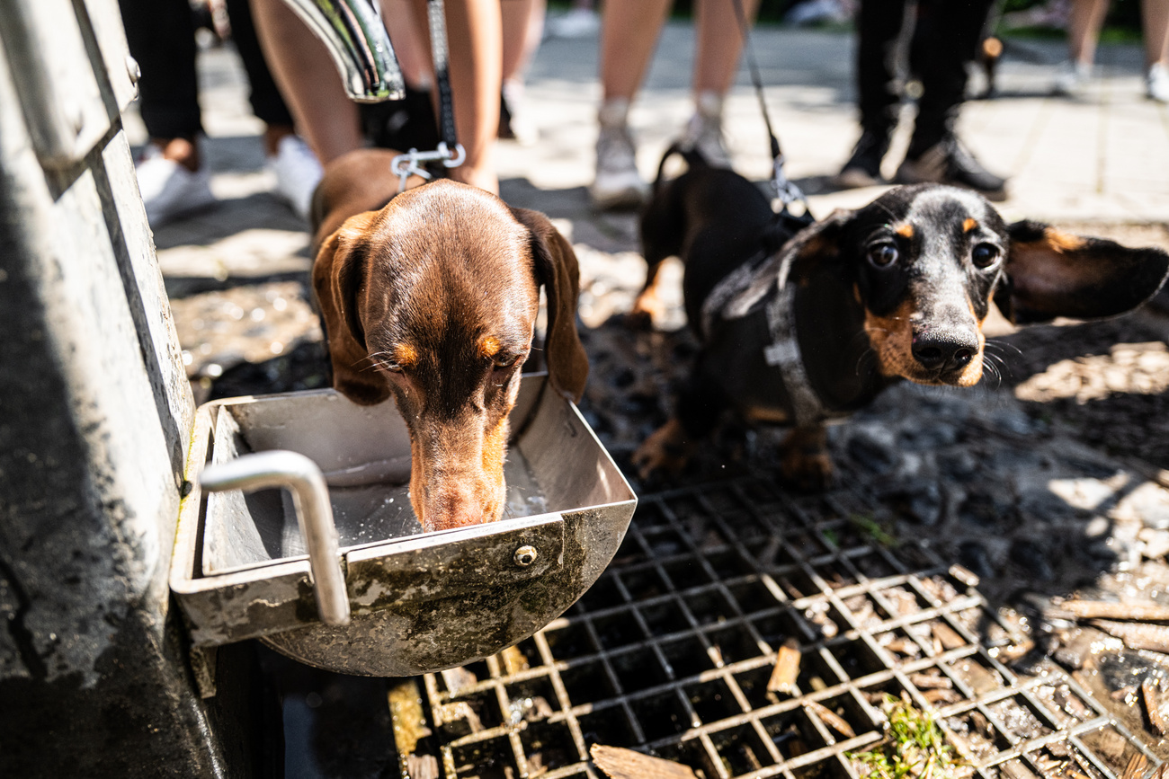 Index – Magyar rekord, ennyi tacskót még biztosan nem láttunk egy ...
