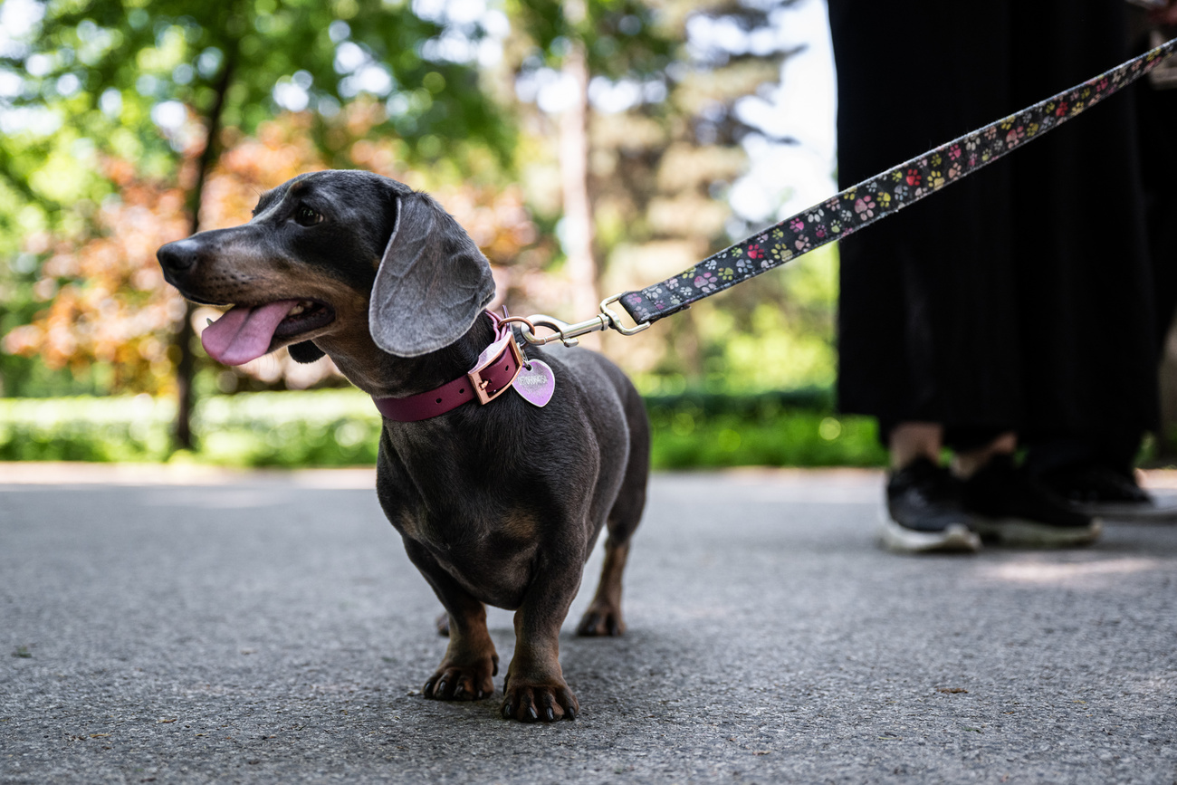 Index – Magyar rekord, ennyi tacskót még biztosan nem láttunk egy ...