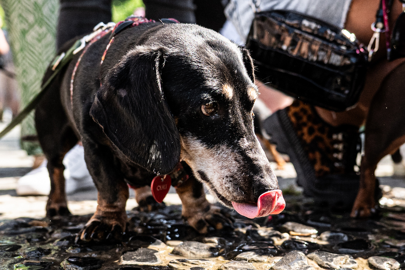 Index – Magyar rekord, ennyi tacskót még biztosan nem láttunk egy ...