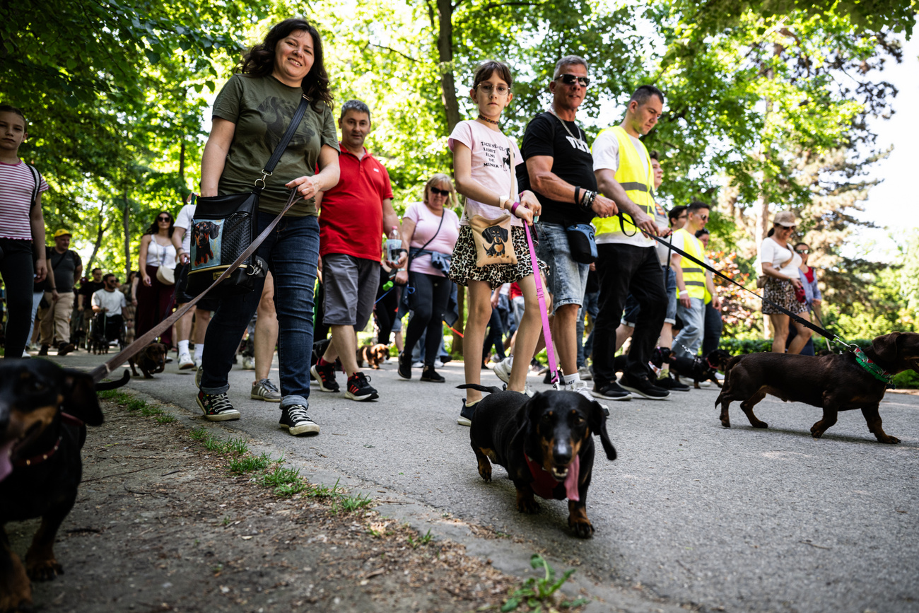Index – Magyar rekord, ennyi tacskót még biztosan nem láttunk egy ...