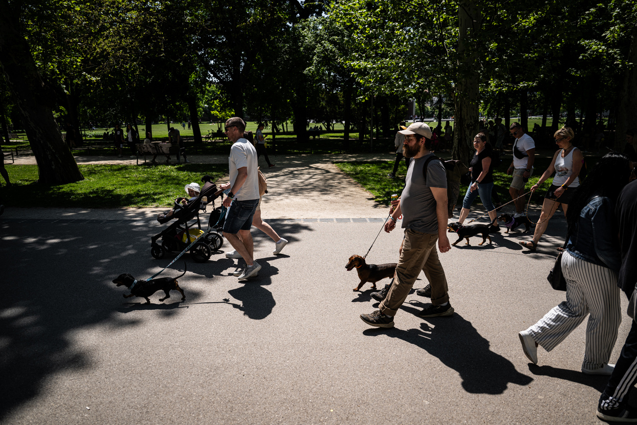 Index – Magyar rekord, ennyi tacskót még biztosan nem láttunk egy ...