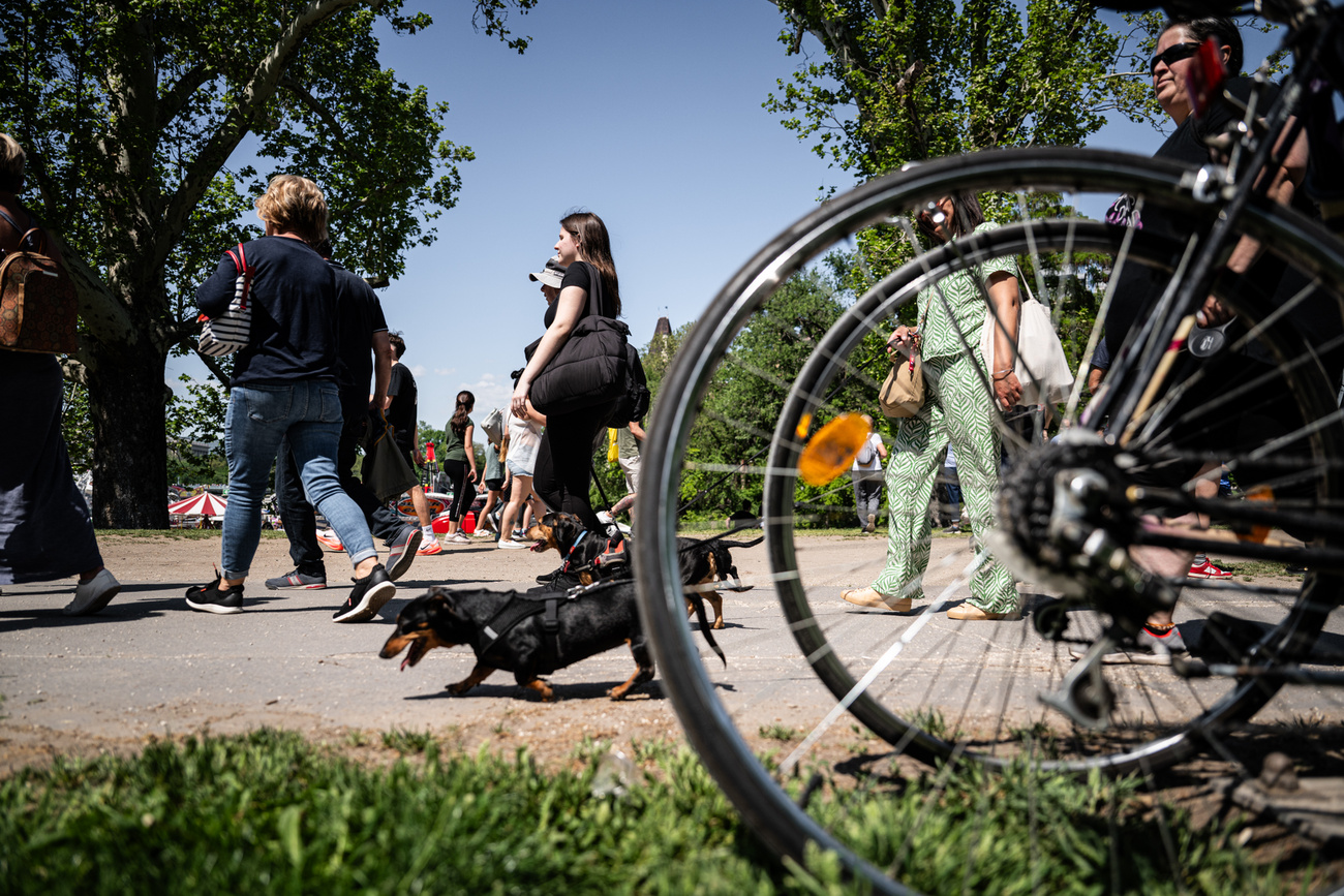 Index – Magyar rekord, ennyi tacskót még biztosan nem láttunk egy ...