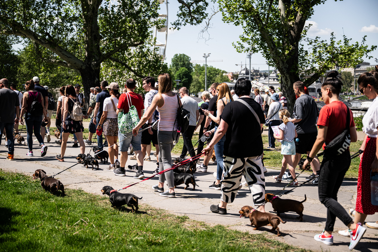 Index – Magyar rekord, ennyi tacskót még biztosan nem láttunk egy ...