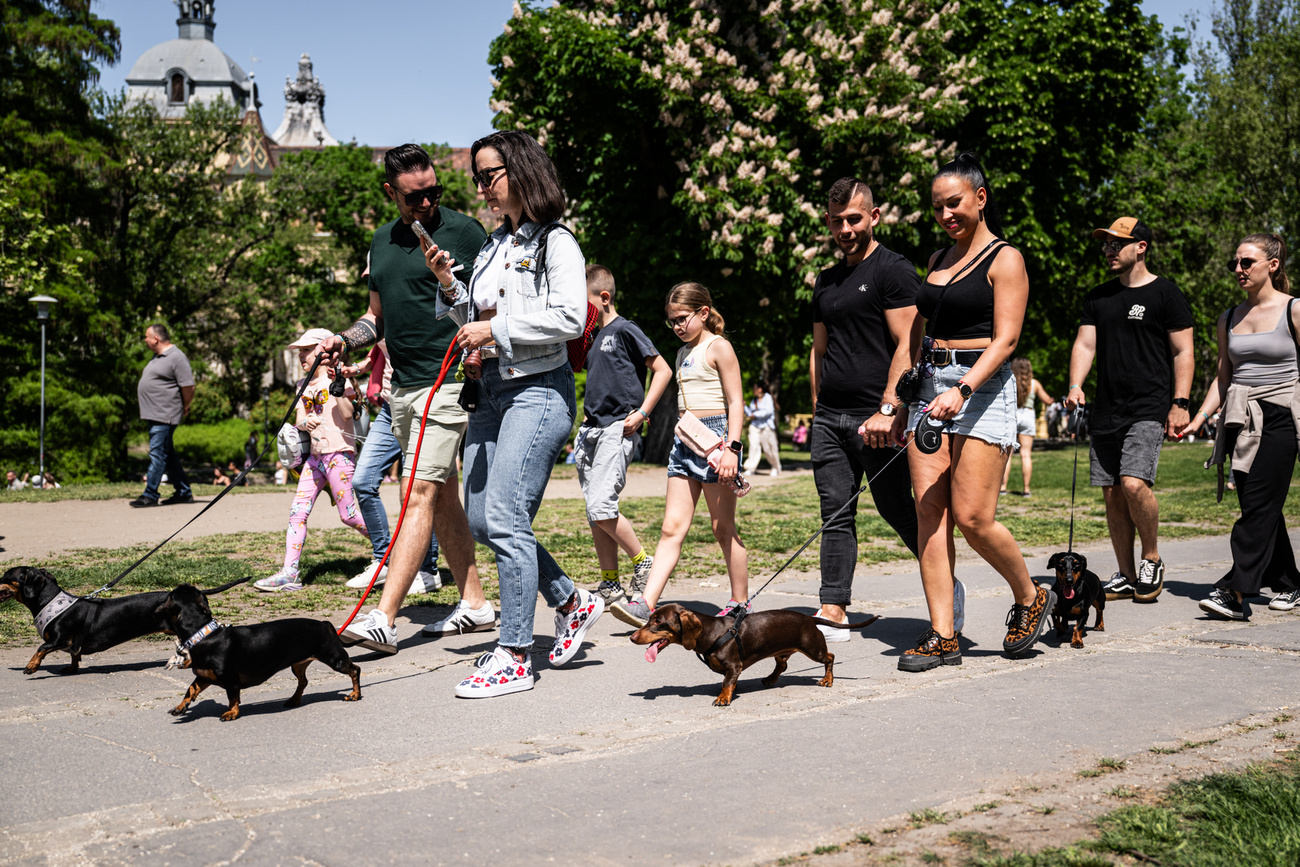 Index – Magyar rekord, ennyi tacskót még biztosan nem láttunk egy ...