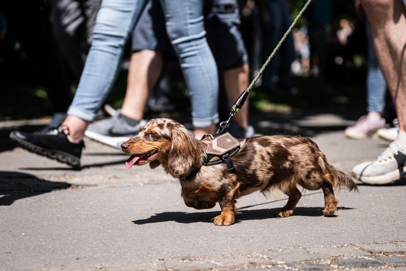 Index – Magyar rekord, ennyi tacskót még biztosan nem láttunk egy ...