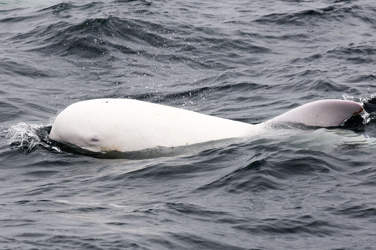 Index – Albínó delfin – Galéria