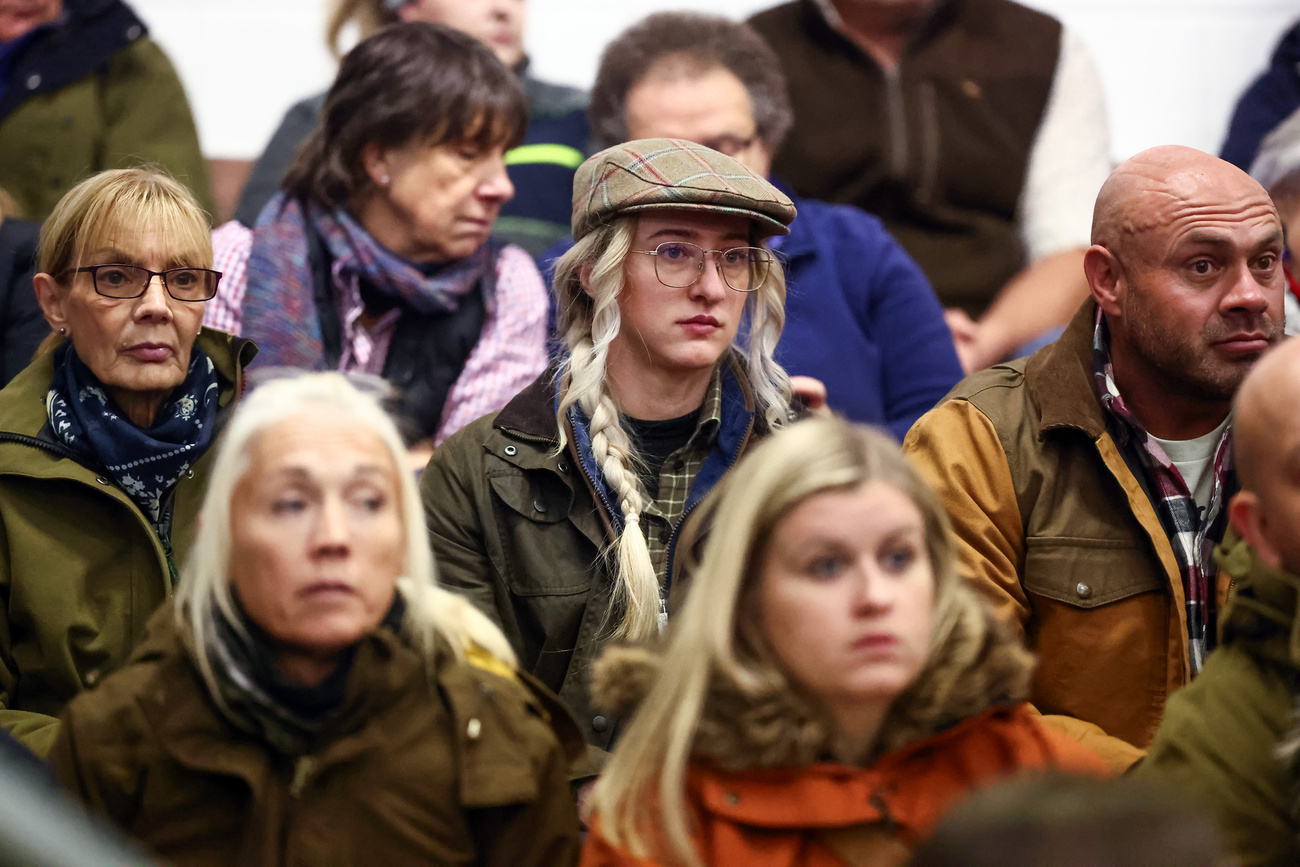 Index – Skóciában két napig mindenki a marhákra figyelt – Galéria