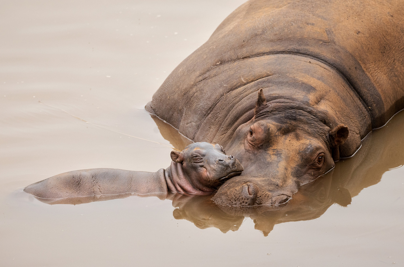 Index – Szundizó víziló bébi – Galéria