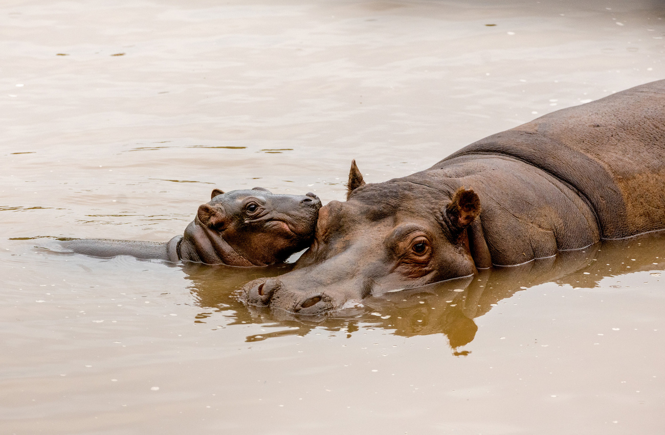 Index – Szundizó víziló bébi – Galéria