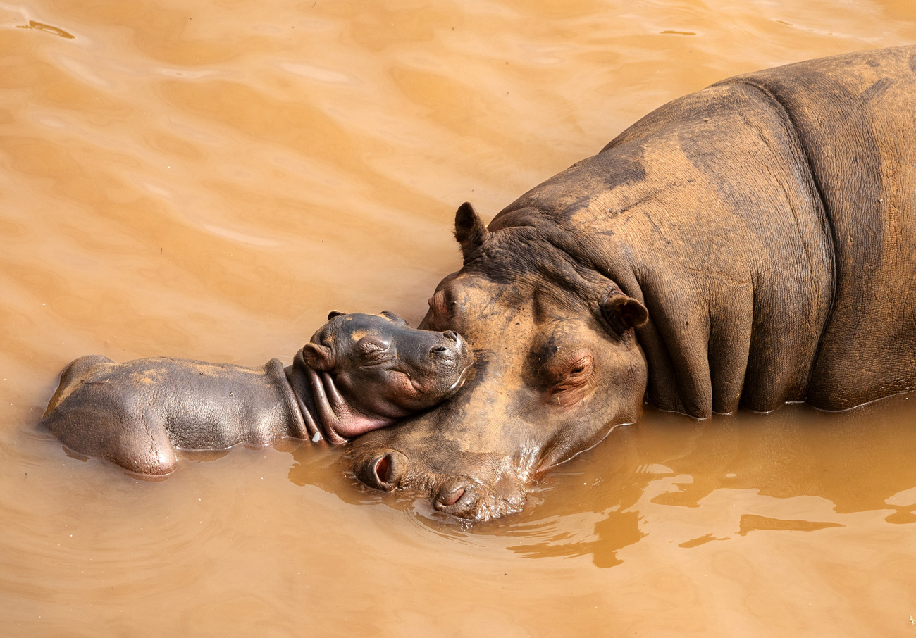 Index – Szundizó víziló bébi – Galéria