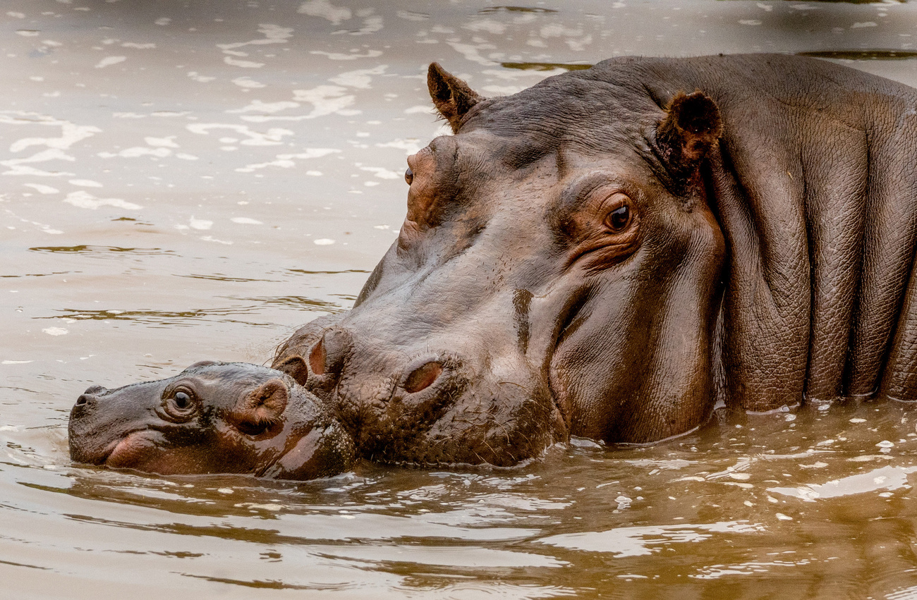 Index – Szundizó víziló bébi – Galéria