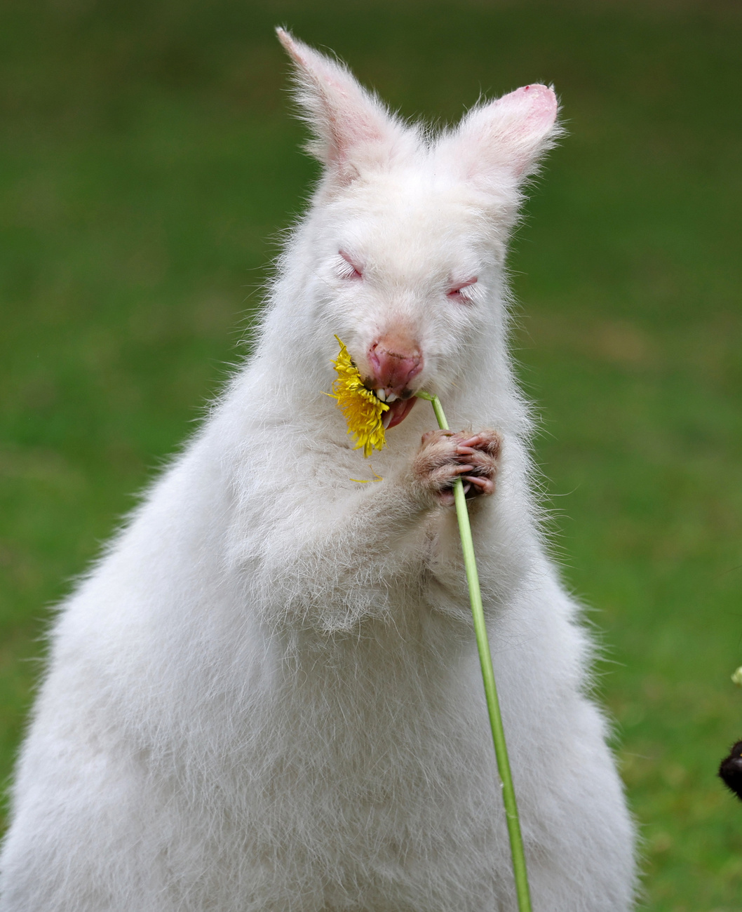 Index – Albínó kenguru – Galéria