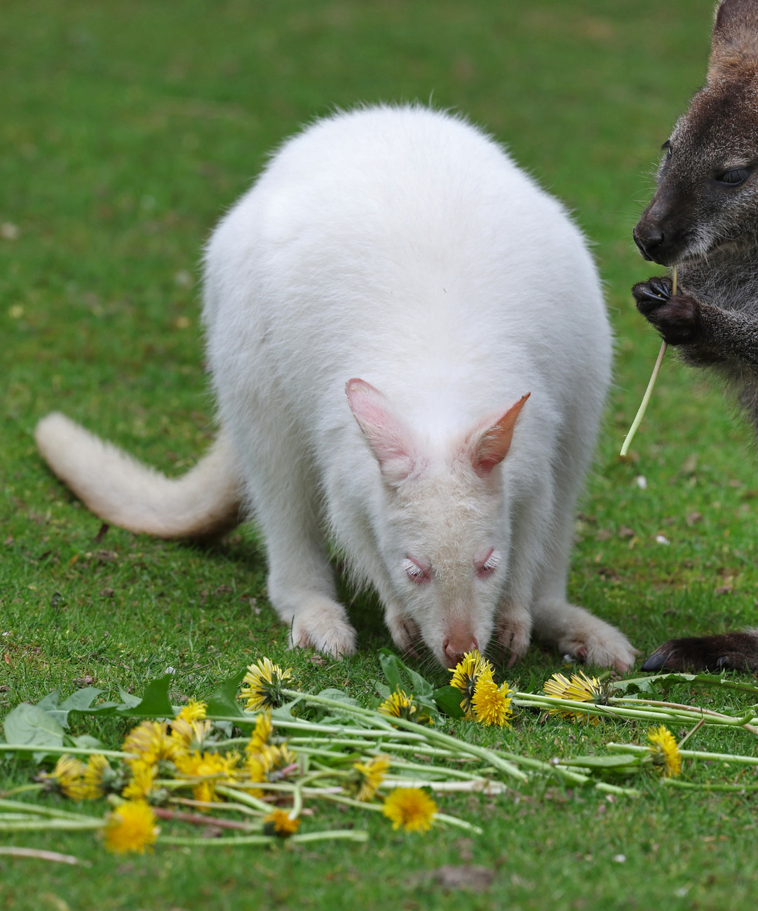 Index – Albínó kenguru – Galéria