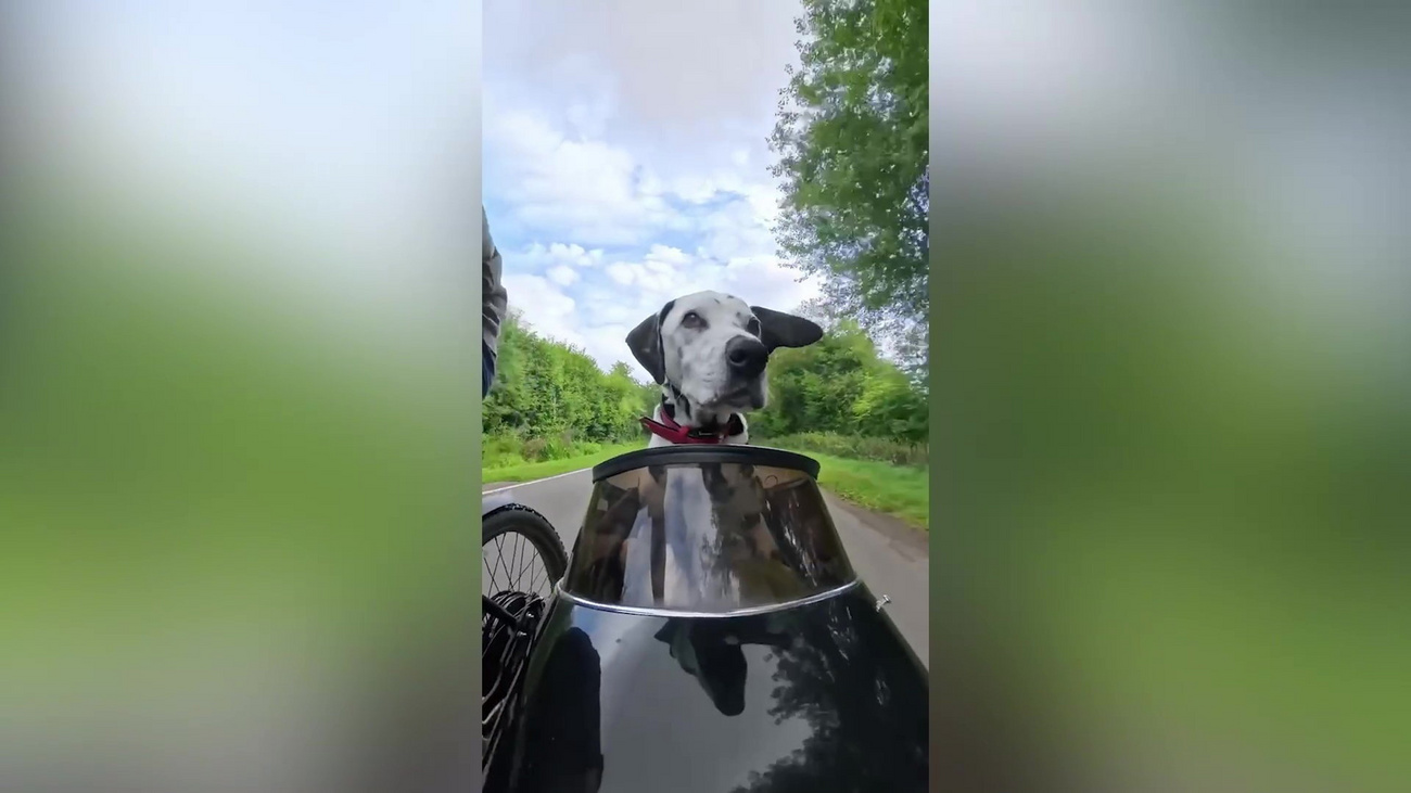 Index – Utazó dalmata – Galéria