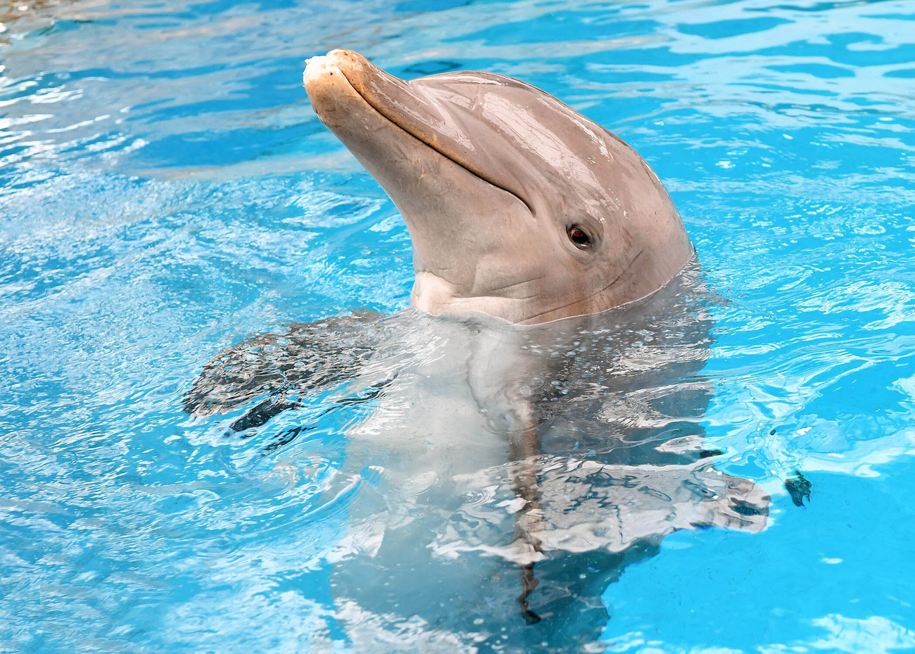 Index – Hazatért a delfin – Galéria