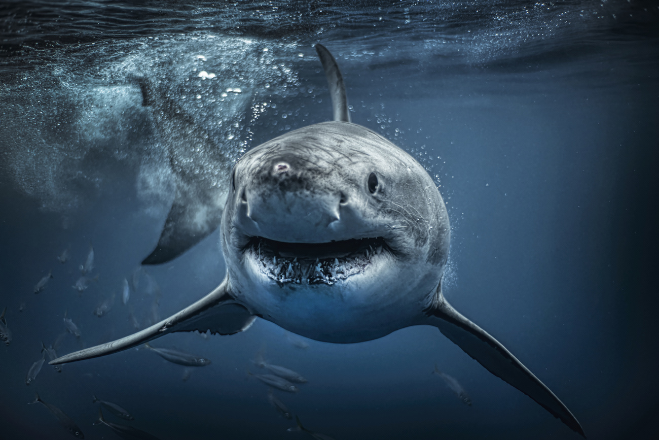 Index – Izmos cápali – Galéria