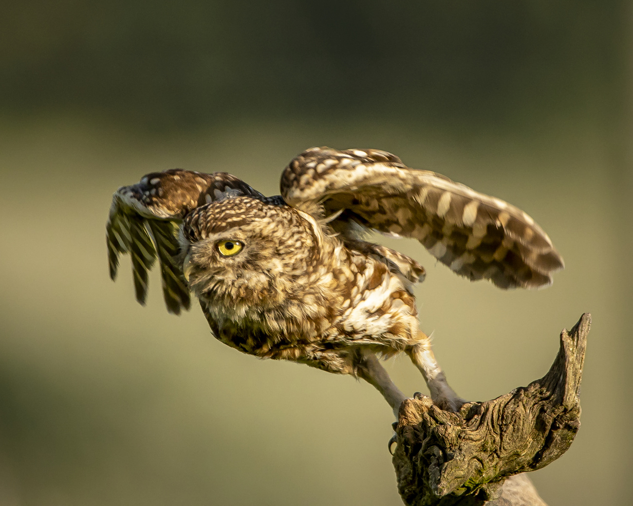 Index – Ágyúgolyó bagoly – Galéria