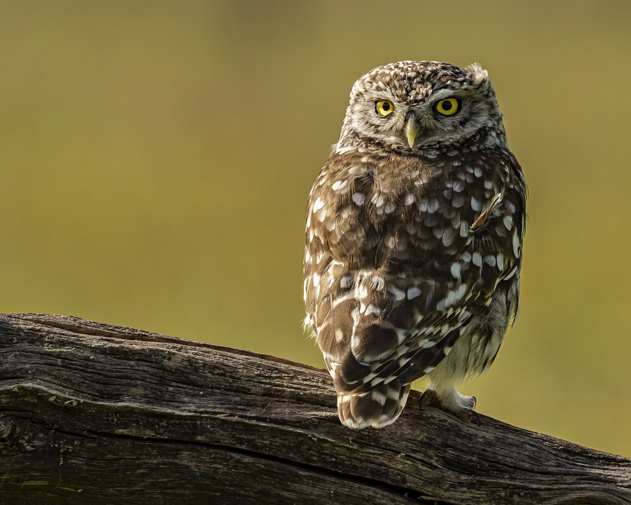 Index – Ágyúgolyó bagoly – Galéria