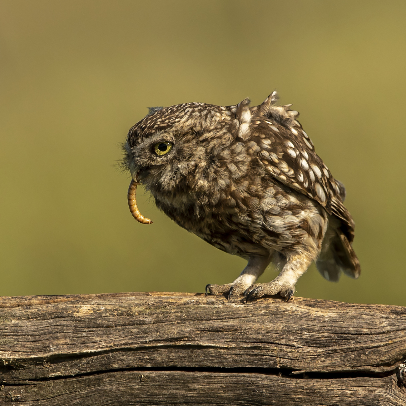 Index – Ágyúgolyó bagoly – Galéria