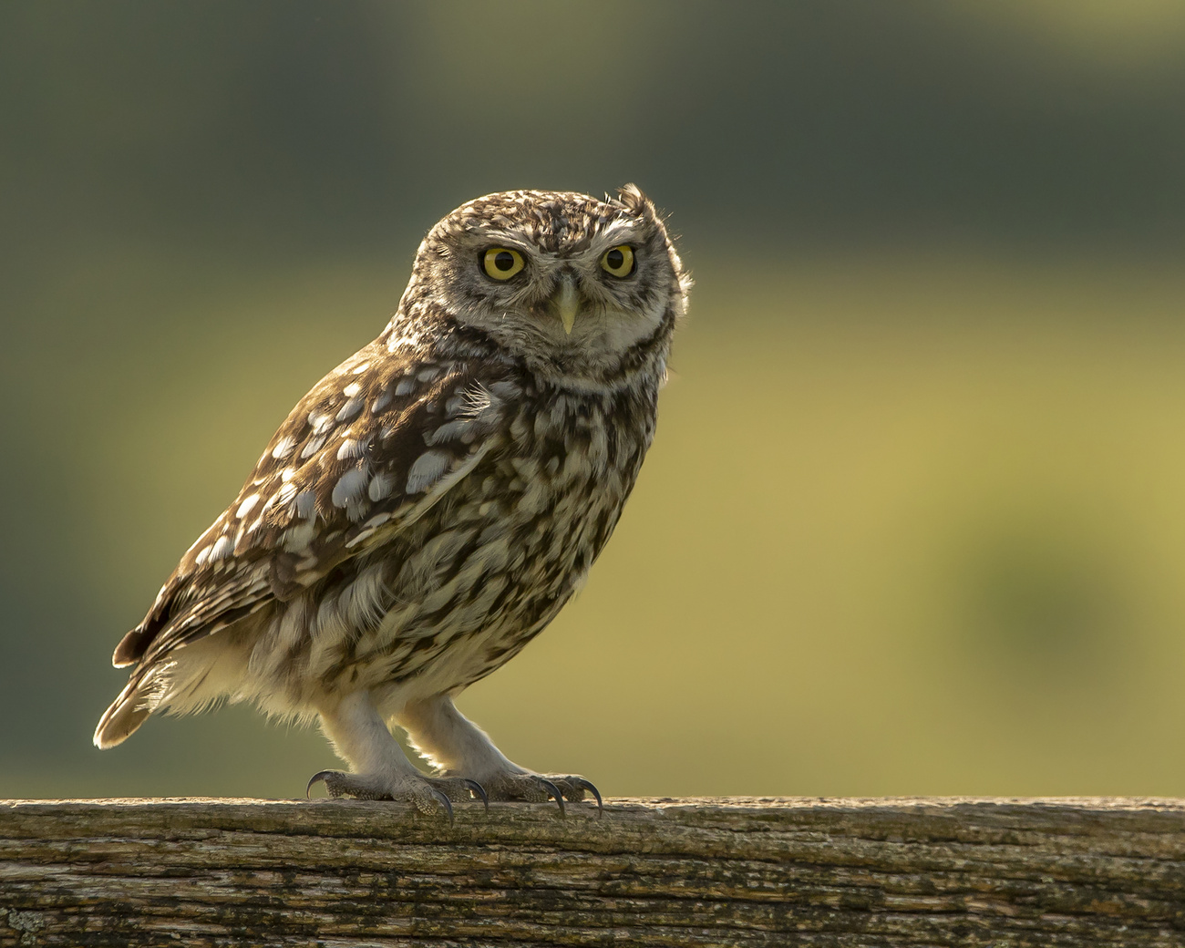 Index – Ágyúgolyó bagoly – Galéria