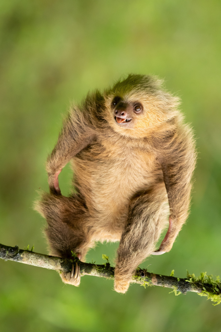 Index – Bohóckodó lajhár – Galéria