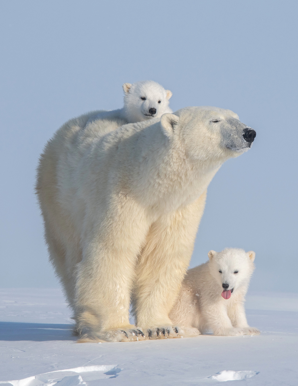 Index – Jegesmedve család a hóban – Galéria