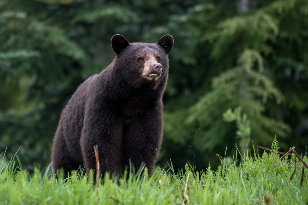 Index – Vakaródzó fekete medve – Galéria