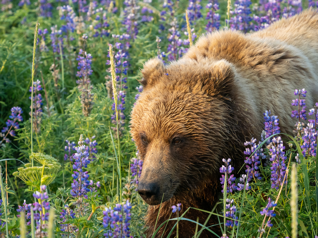 Index – Grizzly a vadvirágosban – Galéria
