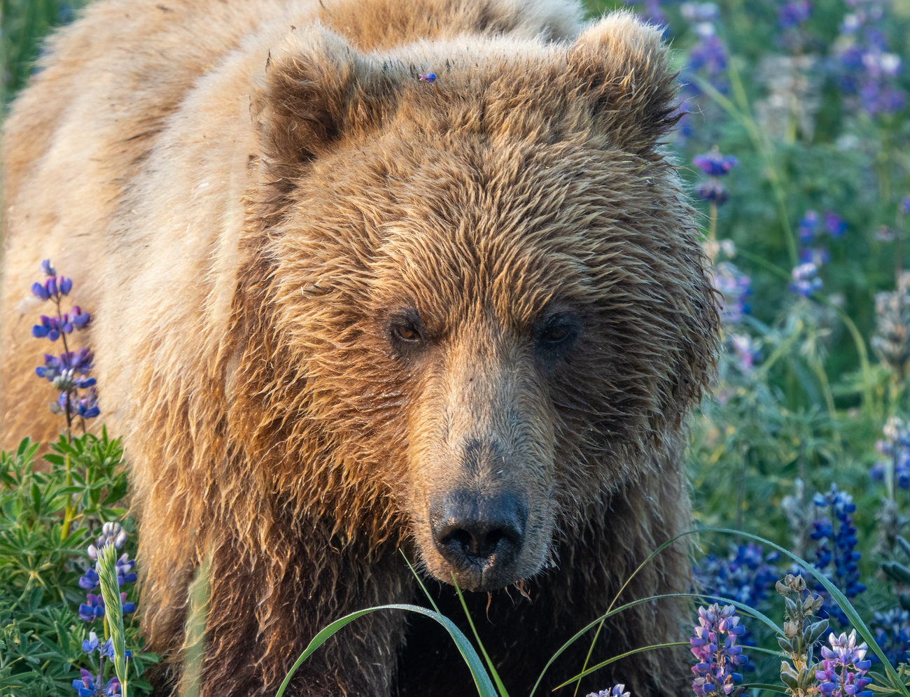 Index – Grizzly a vadvirágosban – Galéria