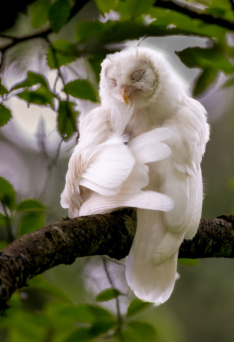 Index – Albínó bagoly – Galéria