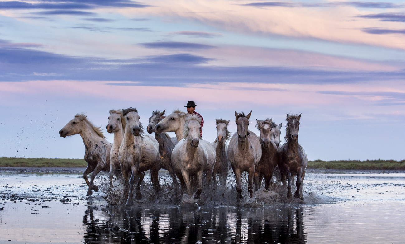 Index – Camargue-i fehér lovak – Galéria