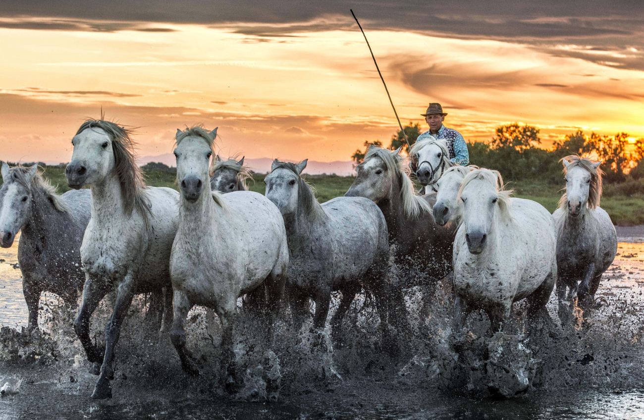 Index – Camargue-i fehér lovak – Galéria