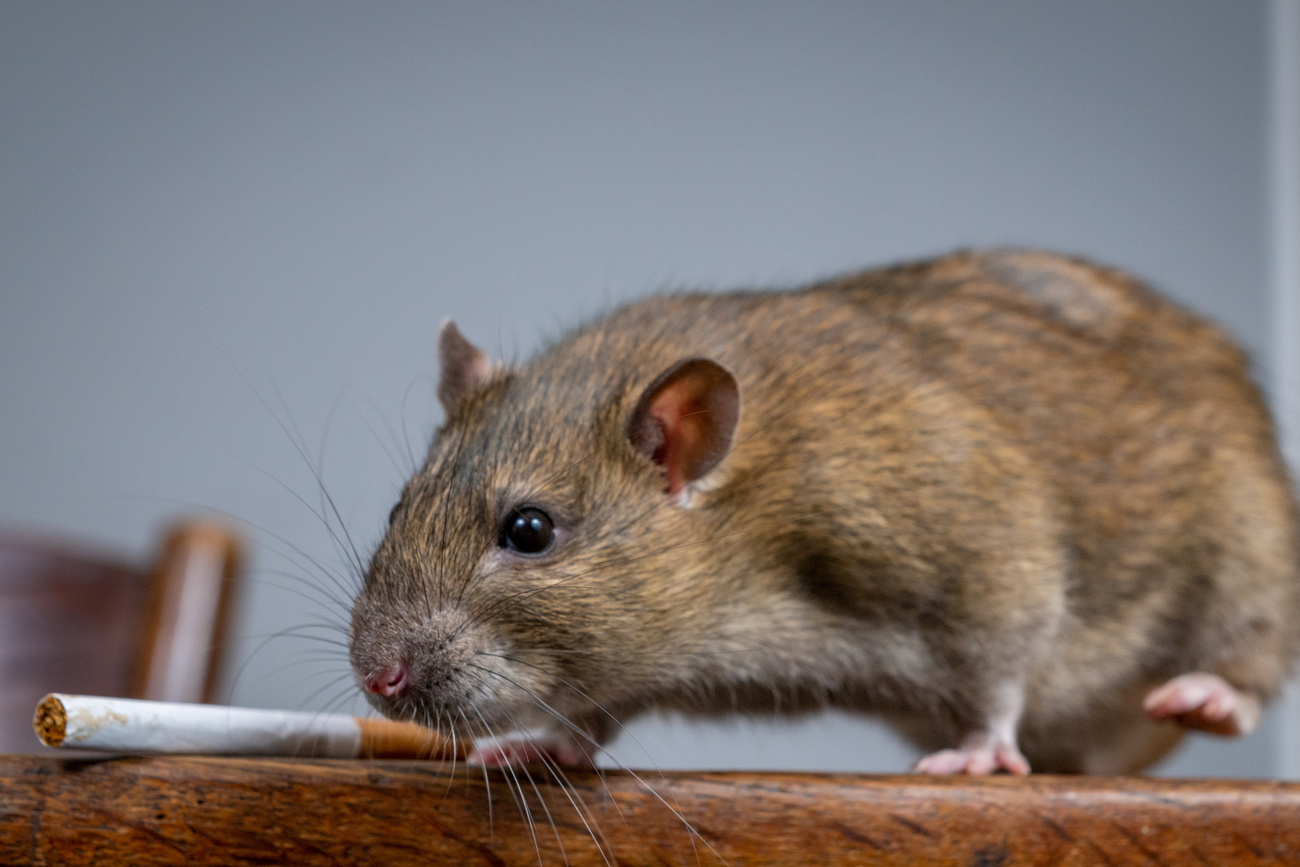 Index – Ratty a hős patkány és gazdája – Galéria