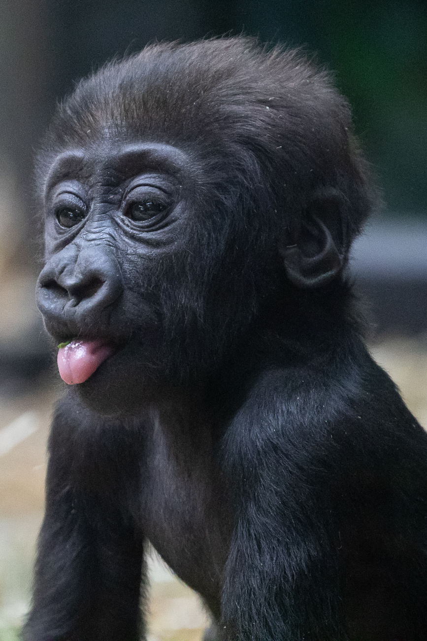 Index – 2022 legviccesebb állatos fotói – Galéria