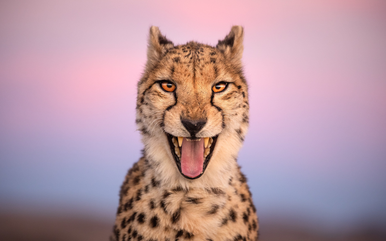 Index – 2022 legviccesebb állatos fotói – Galéria