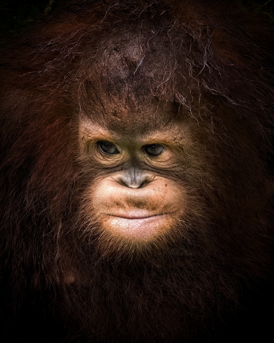 Index – 2022 legviccesebb állatos fotói – Galéria