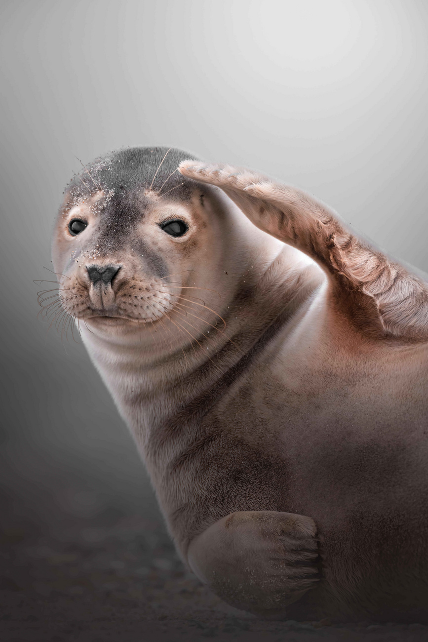 Index – 2022 legviccesebb állatos fotói – Galéria