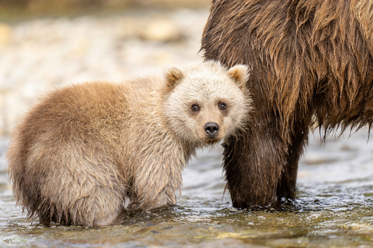 Index – Borzos barna medve Alaszkában – Galéria