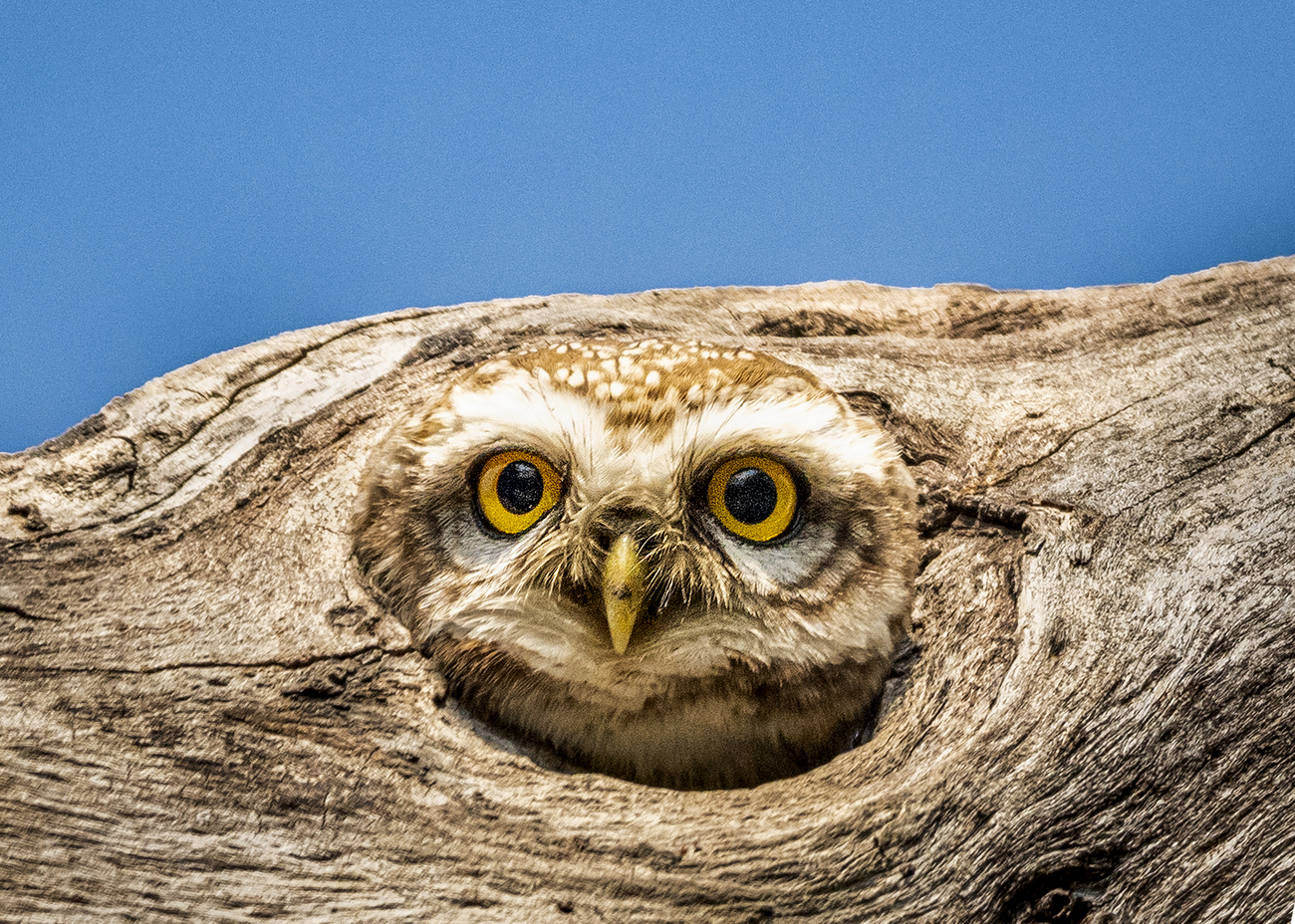 Index – Bagoly a fatörzsben rejtőzve – Galéria