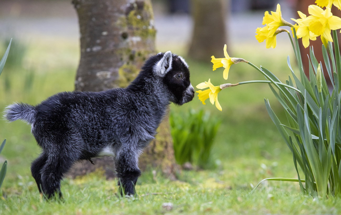 Index – Bingó a törpe kecske – Galéria