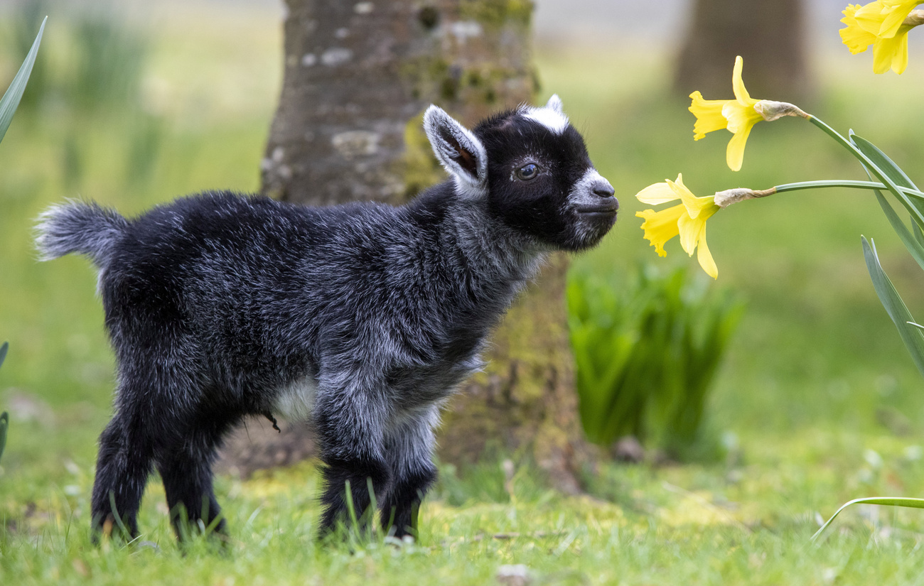 Index – Bingó a törpe kecske – Galéria