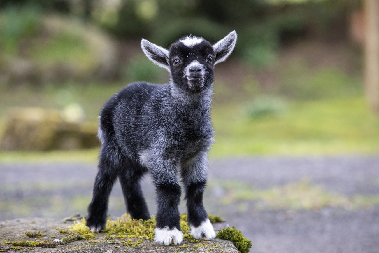 Index – Bingó a törpe kecske – Galéria