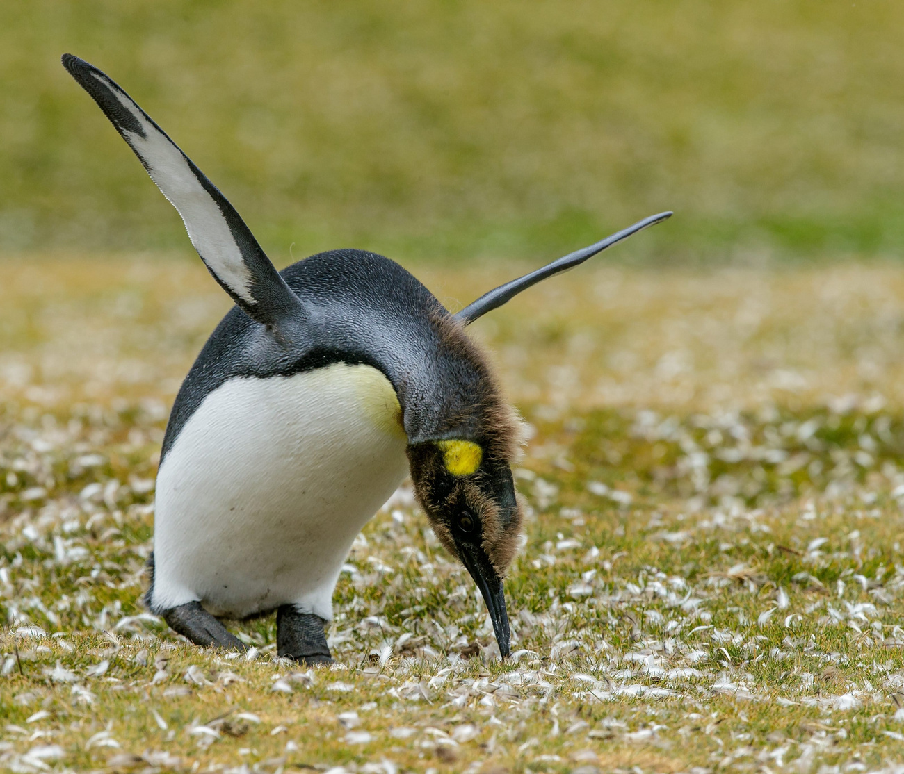 Index – Fiatal pingvinek a tengerparton – Galéria
