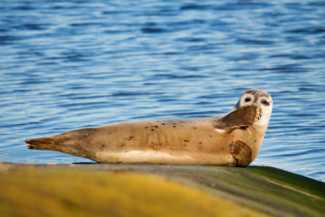 Index – A kamerának pózoló kis fóka az észak-belgiumi Flandriában – Galéria
