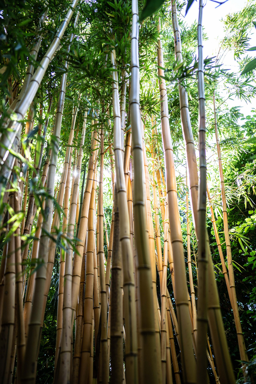 Index – Dr. Simon Olpin a hatalmas dzsungel-szerű kertjében – Galéria