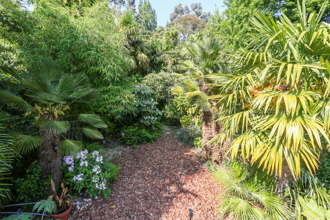 Index – Dr. Simon Olpin a hatalmas dzsungel-szerű kertjében – Galéria