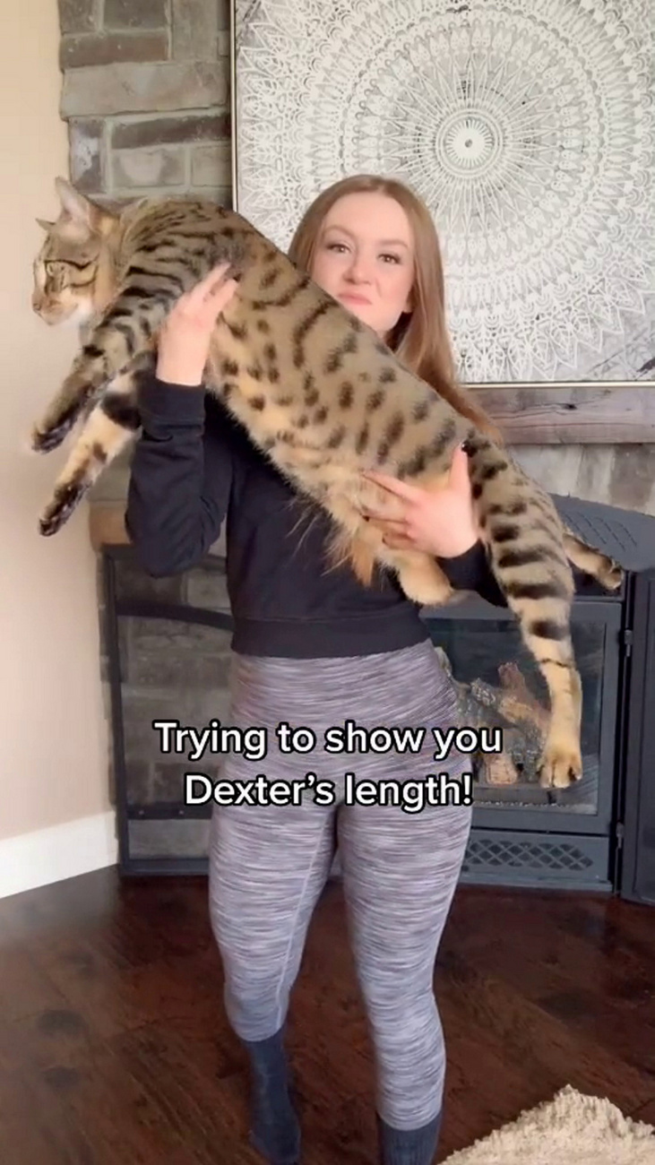 Index – Laura Kay és a hatalmasra nőtt macskája – Galéria