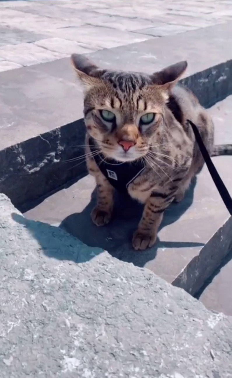 Index – Laura Kay és a hatalmasra nőtt macskája – Galéria