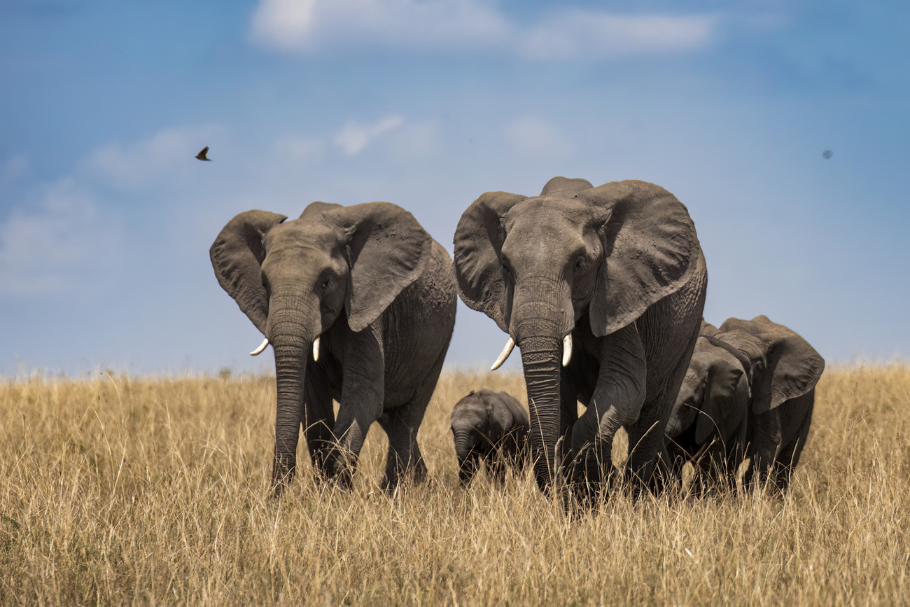 Index – Elefántok, ahogy a Kilimandzsáró-hegy előtt vonulnak – Galéria