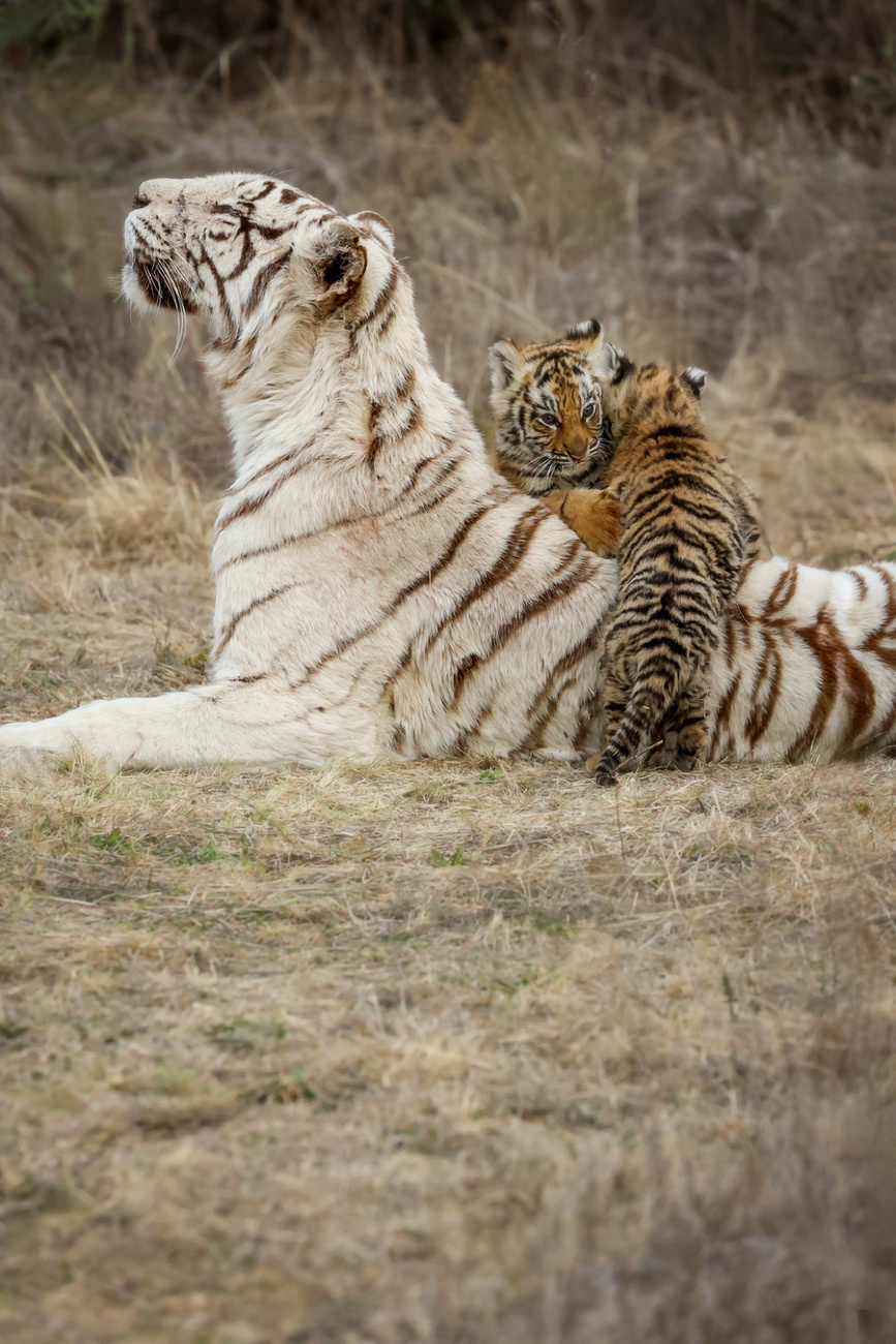Index – Tibo a fehér tigris kölykeivel – Galéria